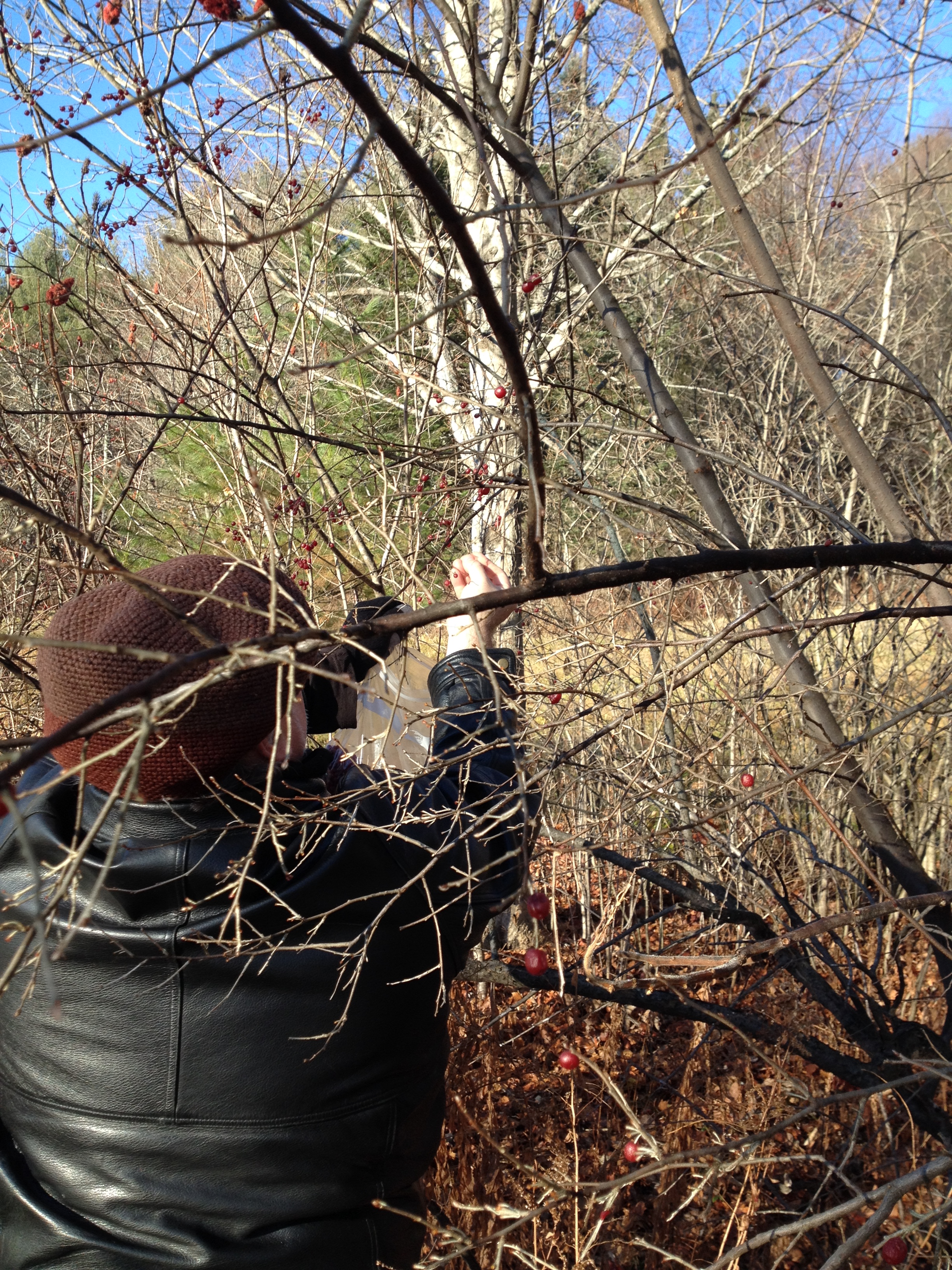 Autumn Olive: Fall’s Secret Bounty | Hearken to Avalon
