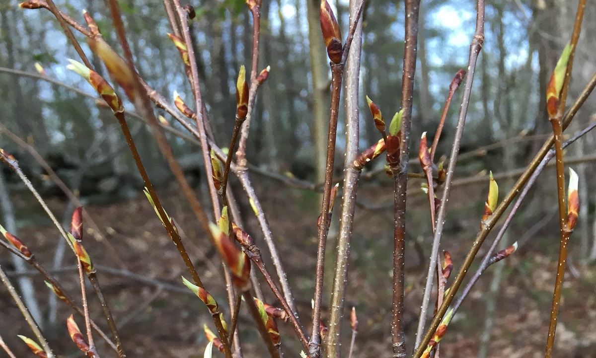Tasting Wintergreen: Ode to the Black and Yellow Birches | Hearken to ...